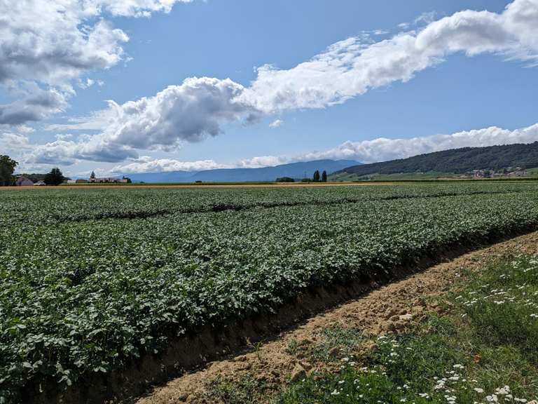 Top 10 randonnées et balades autour de Bursinel | Komoot