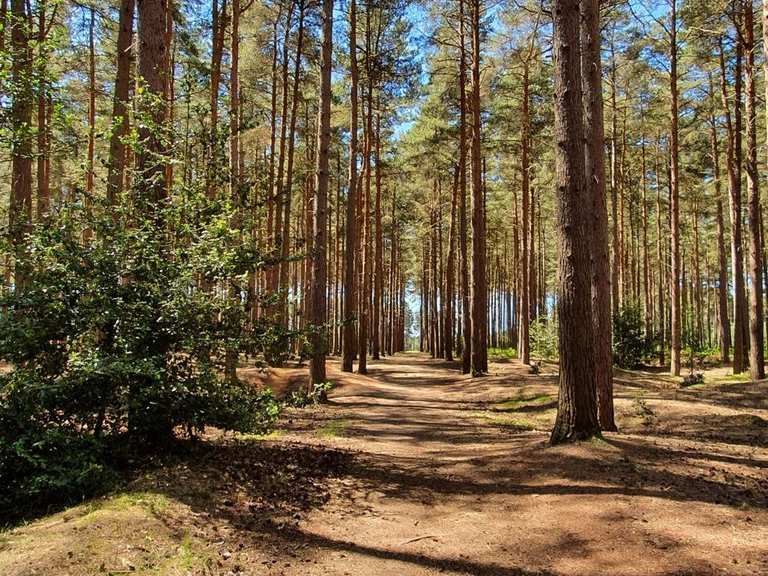 Top 10 Hikes and Walks around Woburn | Komoot