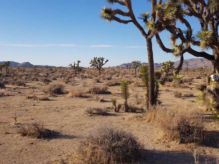 Top 6 Most Beautiful Road Biking Routes in Joshua Tree National Park ...
