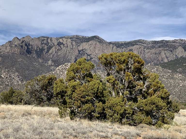 Top 10 Most Beautiful MTB Trails in Cibola National Forest | Komoot