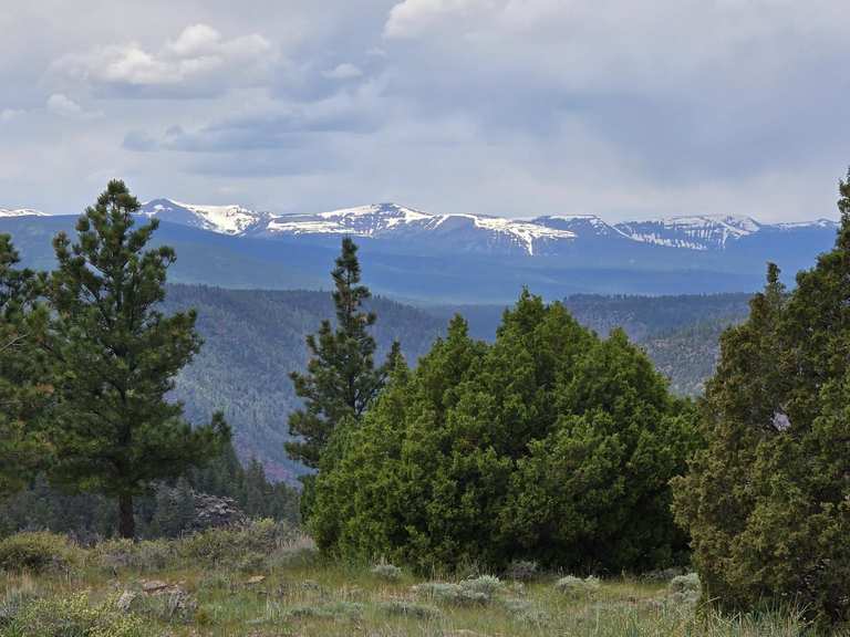 Top 10 Hikes and Walks in Ashley National Forest | Komoot