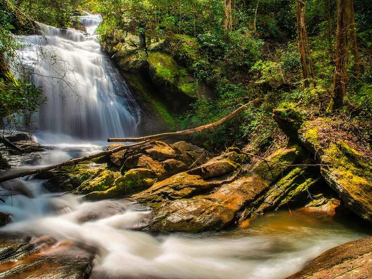 The best walks and hikes in Francis Marion And Sumter National Forests ...