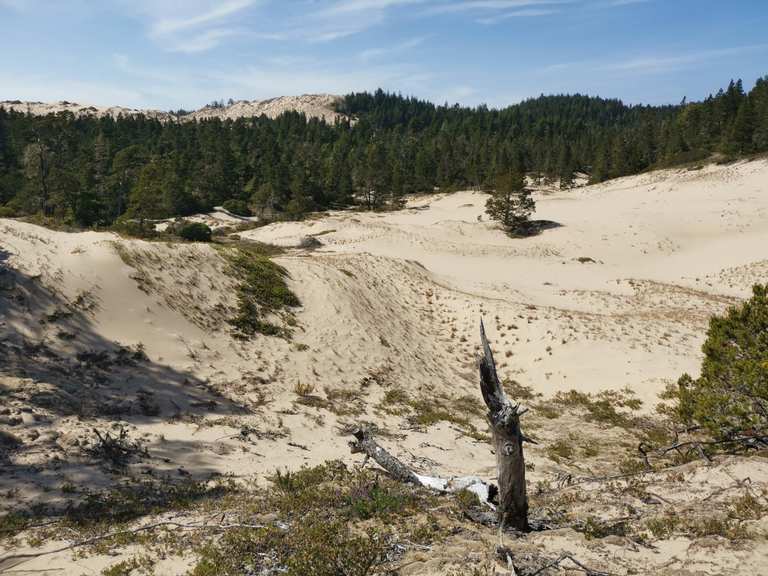 Top 7 Bike Rides and Cycling Routes in Oregon Dunes National Recreation ...