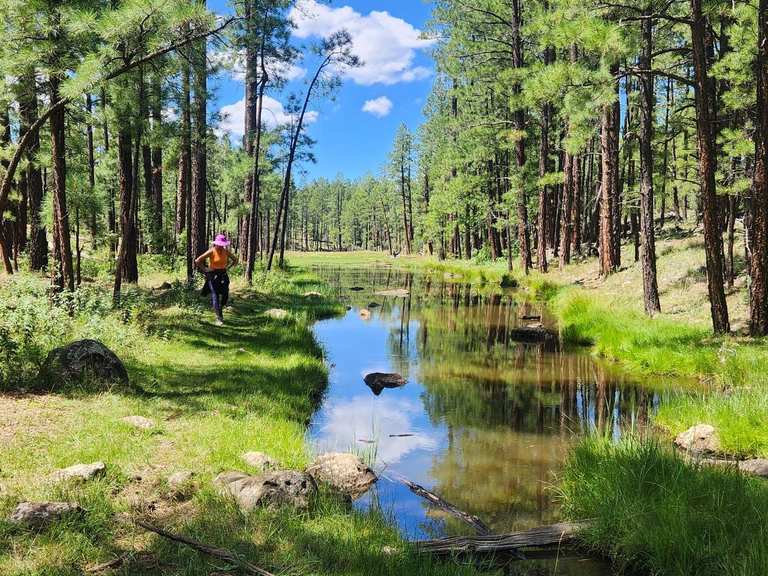 The best walks and hikes around Pinetop-Lakeside | Komoot