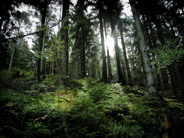 Die 10 schönsten Wanderungen rund um die Deister | Komoot