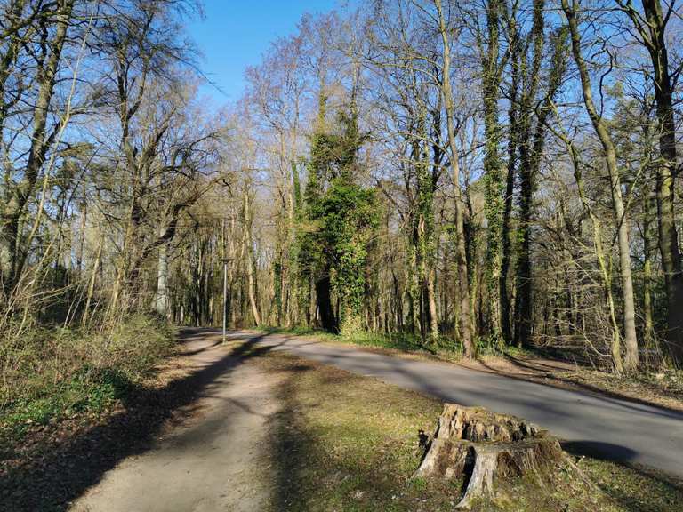 Die 10 schönsten Wanderungen rund um den Barnstorfer Wald | Komoot