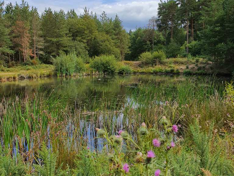 Top 10 Hikes and Walks around Bramshill Plantation | Komoot