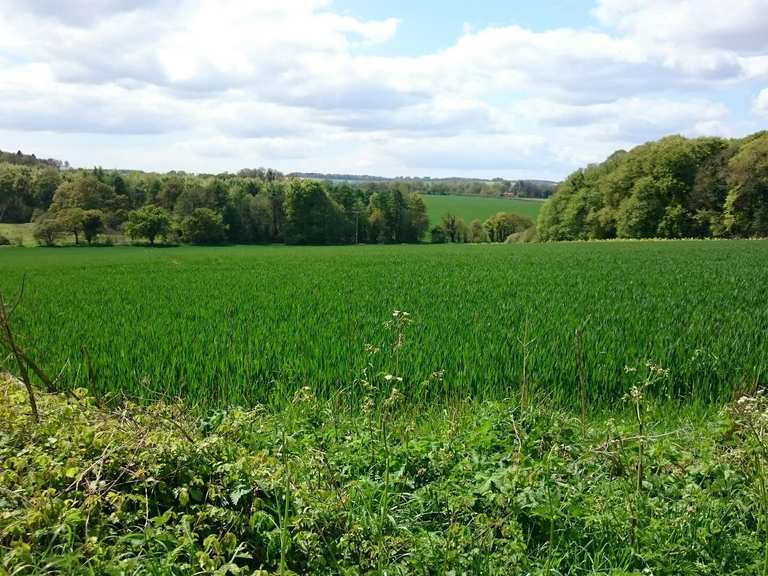 Top 10 Hikes and Walks around Bramdean Common | Komoot