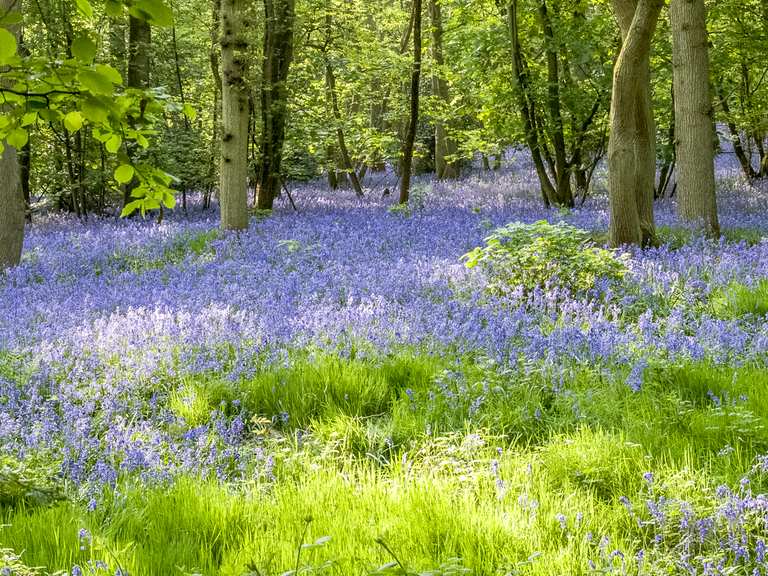 Top 10 Hikes and Walks around Badby Wood | Komoot