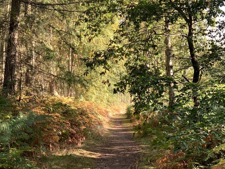 Die 8 schönsten Wanderungen rund um Harlestone Firs | Komoot