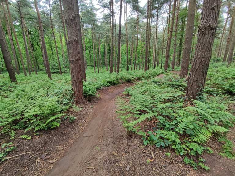 Top 10 Most Beautiful MTB Trails around Harlestone Firs | Komoot