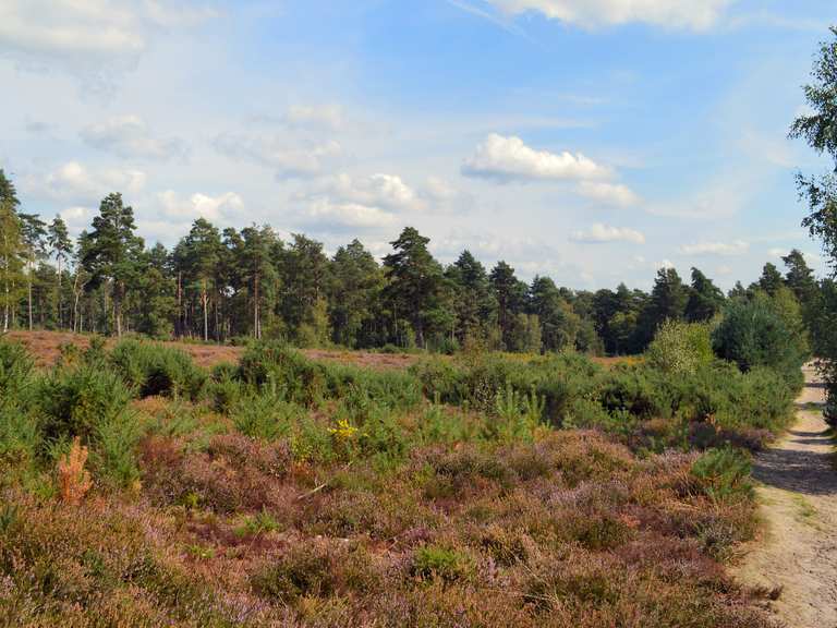 Top 10 Hikes and Walks around Winterfold Wood | Komoot