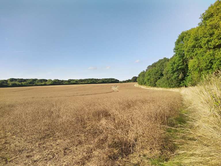 Top 7 Hikes and Walks around Wakerley Great Wood | Komoot