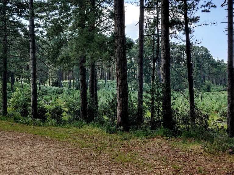 Top 10 Bike Rides and Cycling Routes around Wareham Forest | Komoot