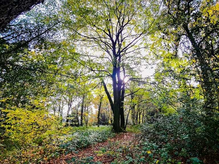 Top 10 Hikes and Walks around Staffhurst Wood | Komoot