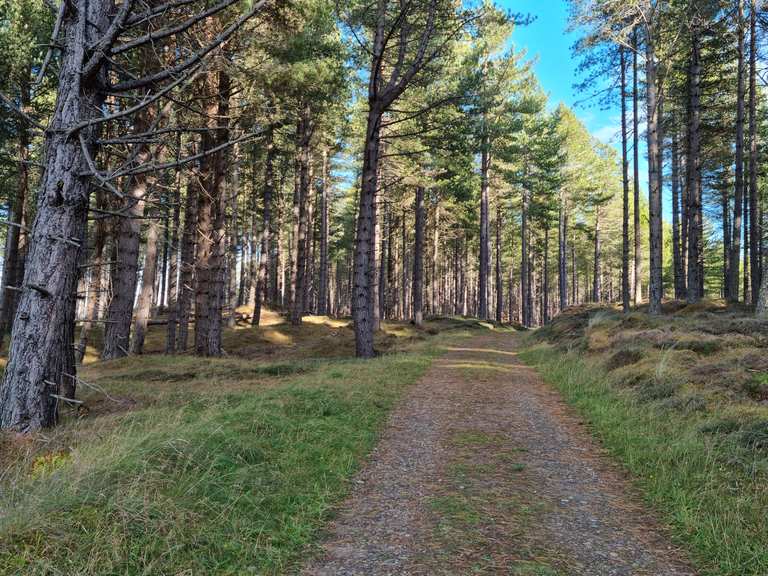 Die 5 schönsten Wanderungen rund um den Culbin Forest | Komoot