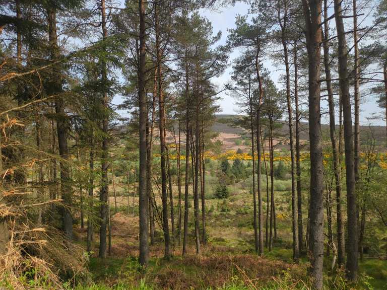 Top 10 Hikes and Walks around Durris Forest | Komoot