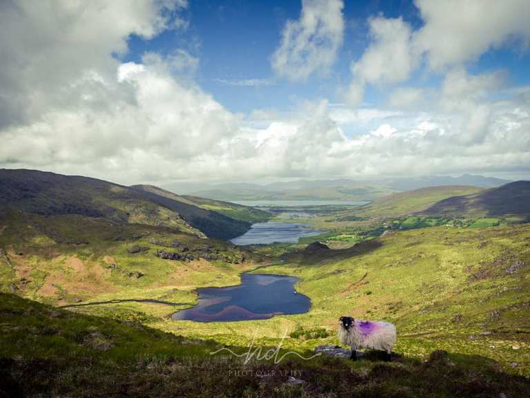 Top 8 Hikes and Walks around Uragh Wood | Komoot