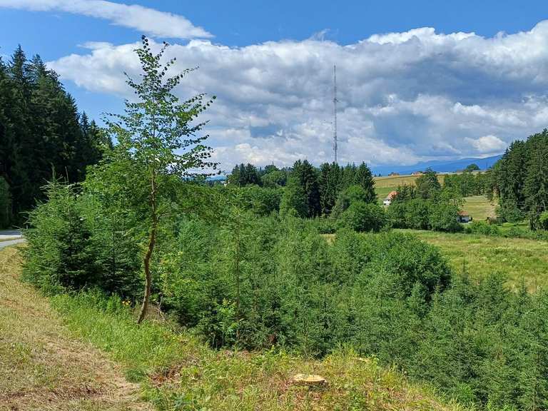 Die 10 schönsten Wanderungen rund um den Kaiserwald | Komoot