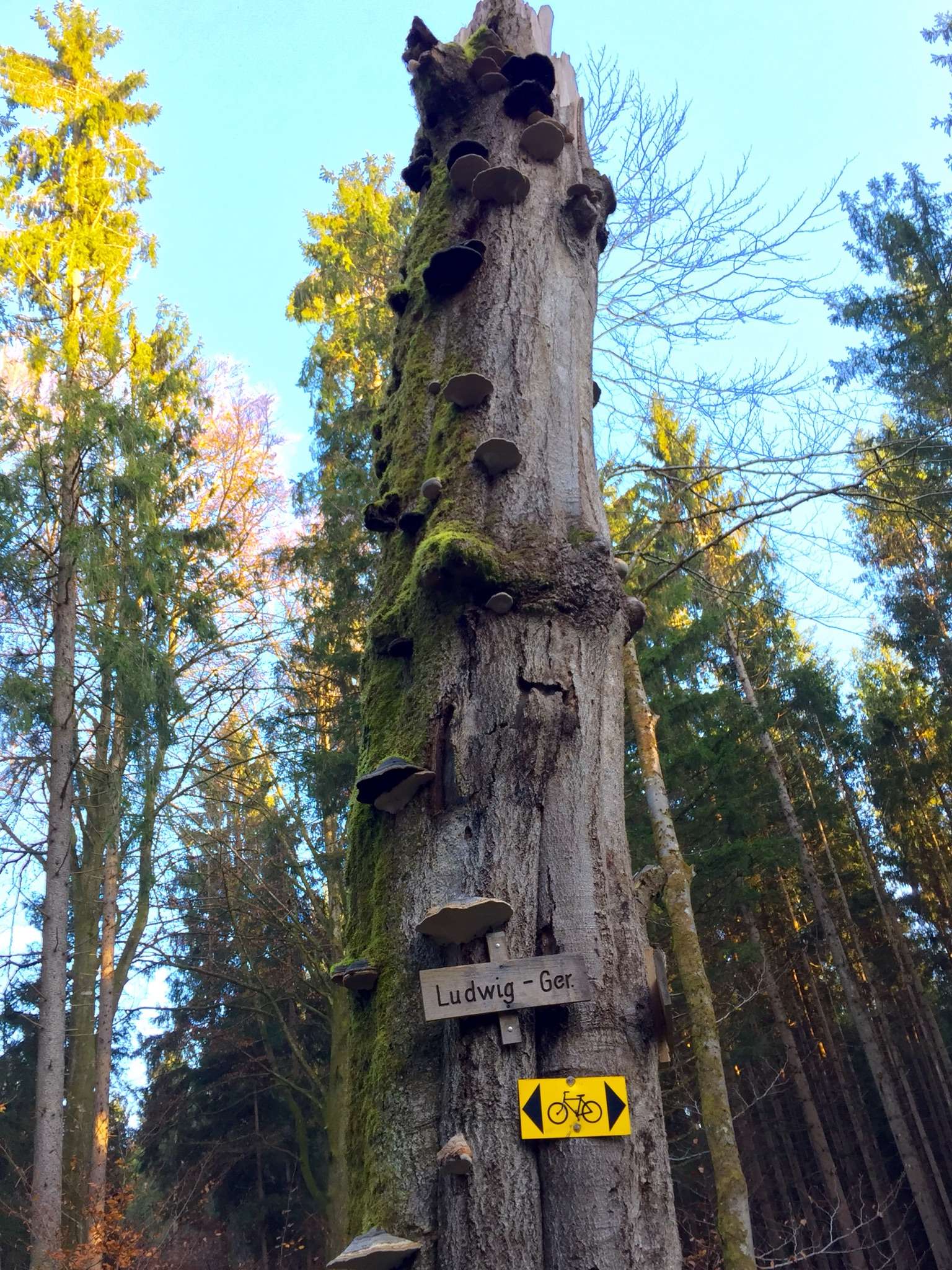 Die 10 schönsten Wanderungen rund um Ebersberger Forst | Komoot