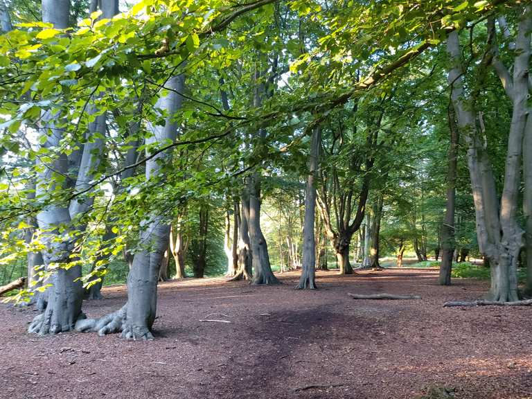 Top 10 Most Beautiful Mtb Trails In Essex Komoot