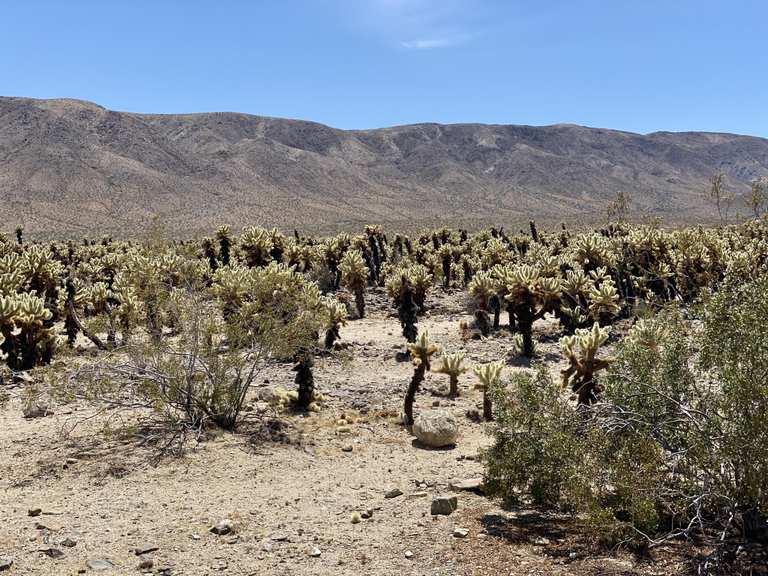 Top 9 Hikes and Walks in Pinto Mountains Wilderness | Komoot