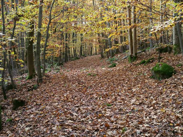 10 trilhas de Mountain Bike imperdíveis nas Montanhas Vogelsberg | komoot