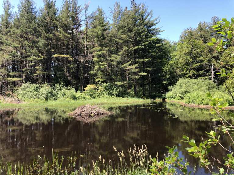 Top 10 Hikes and Walks in October Mountain State Forest | Komoot