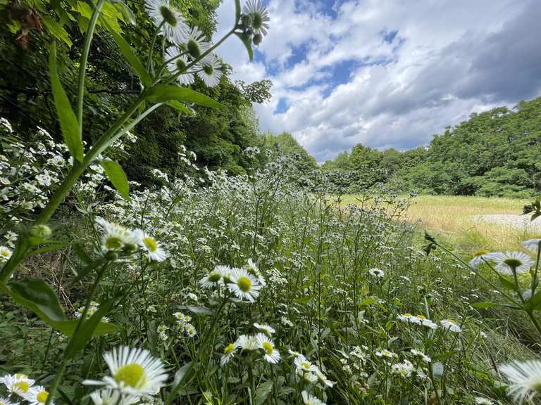 Top 6 Bike Rides and Cycling Routes in Savoy Mountain State Forest | Komoot