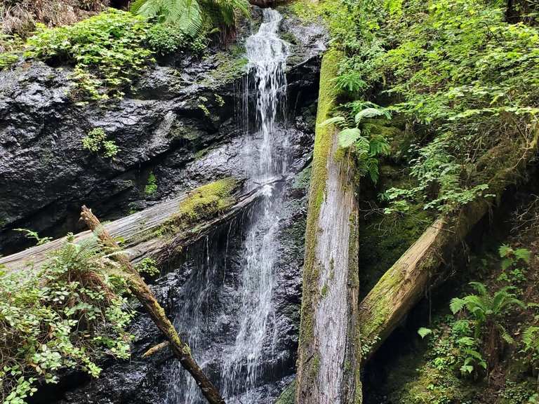 Top 10 Hikes and Walks in Jackson Demonstration State Forest | Komoot
