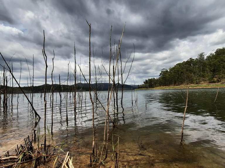 Top 5 Most Beautiful MTB Trails in Nerang National Park | Komoot