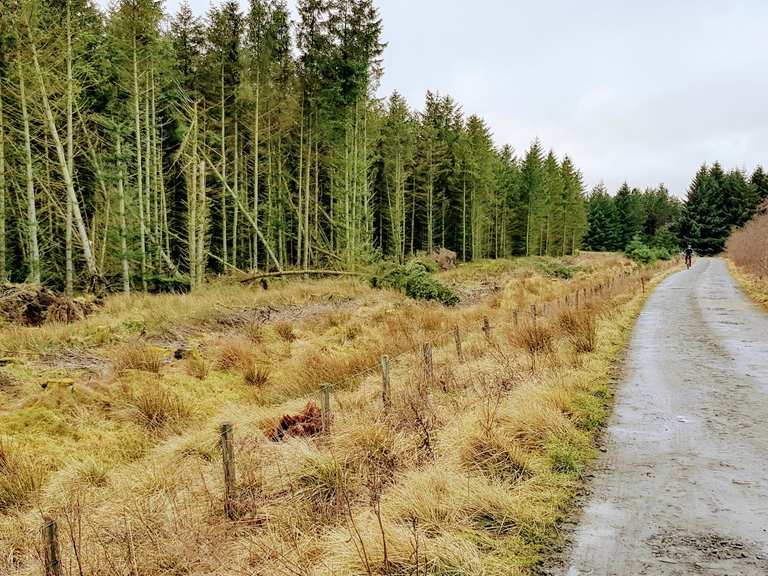 Top 9 Hikes and Walks in Blairadam Forest | Komoot