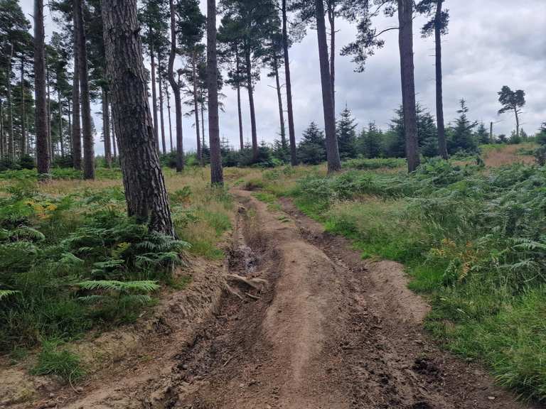 Top 10 Hikes and Walks around Slaley Forest | Komoot