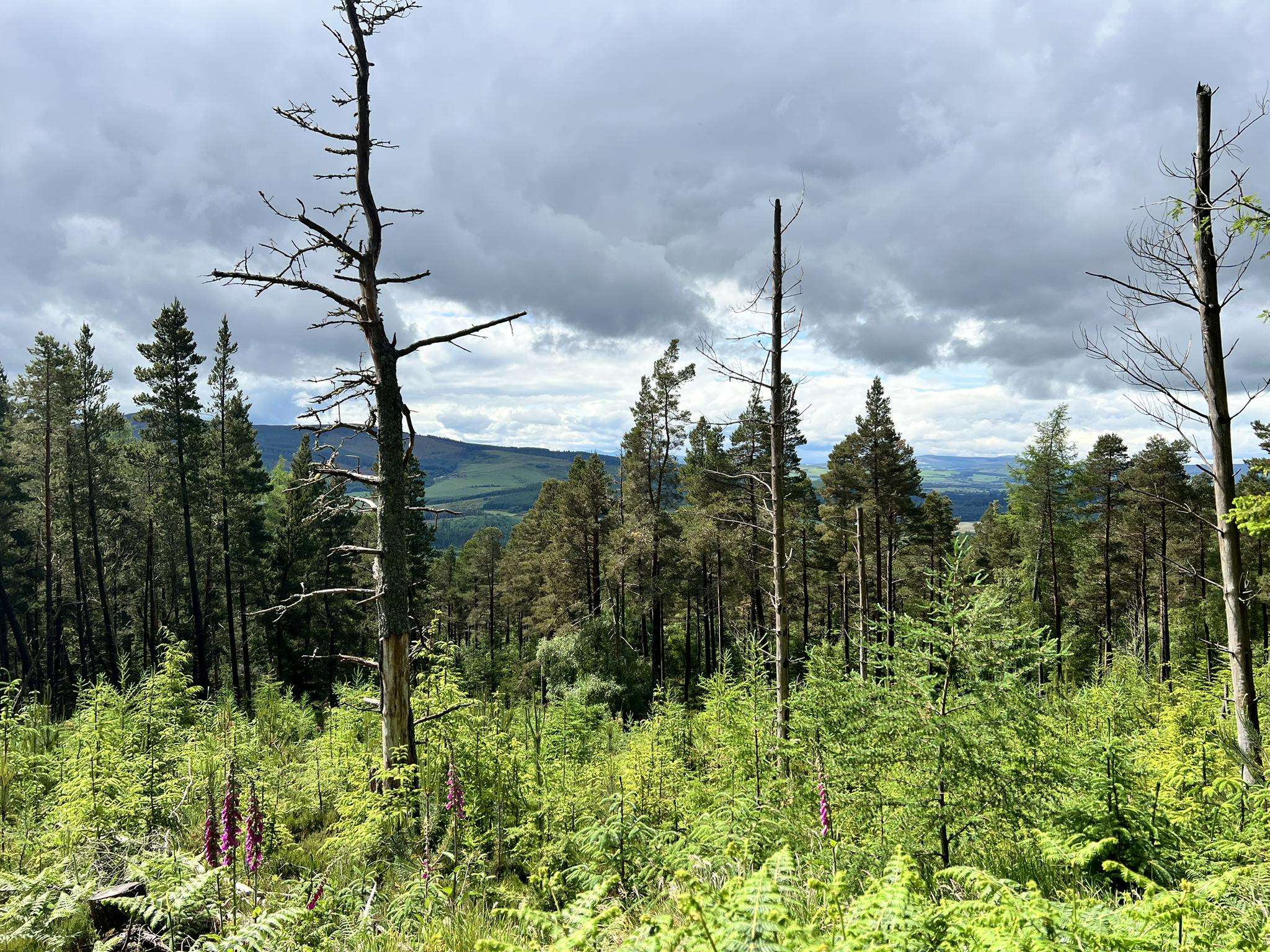 Top 10 Hikes and Walks around Bennachie Forest | Komoot