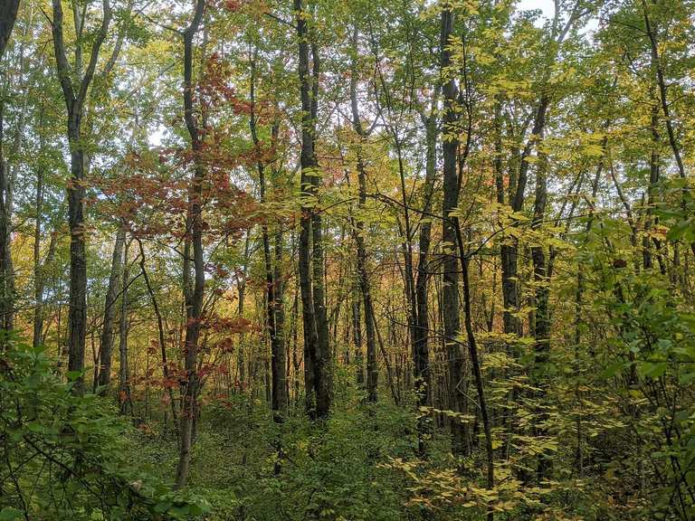 Top 7 Hikes and Walks in Wrentham State Forest | Komoot