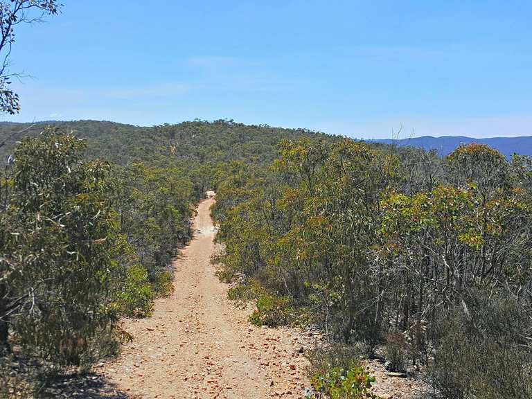 Top 10 Hikes and Walks in Wombat State Forest | Komoot