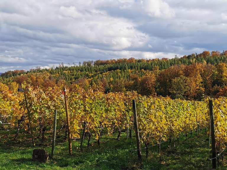 Die schönsten Wanderungen im Rohrbrunner Forst | Komoot