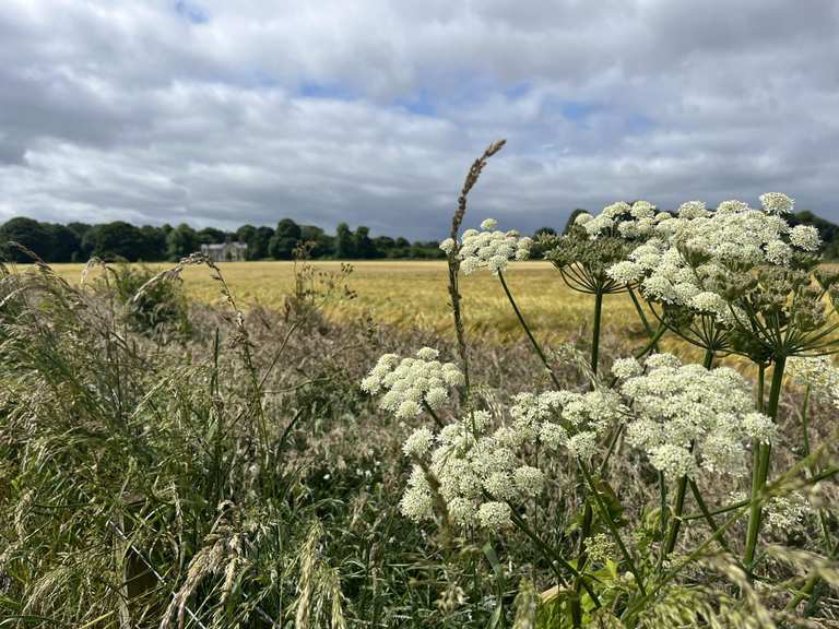 Top 10 Hikes and Walks around Danderhall And District | Komoot