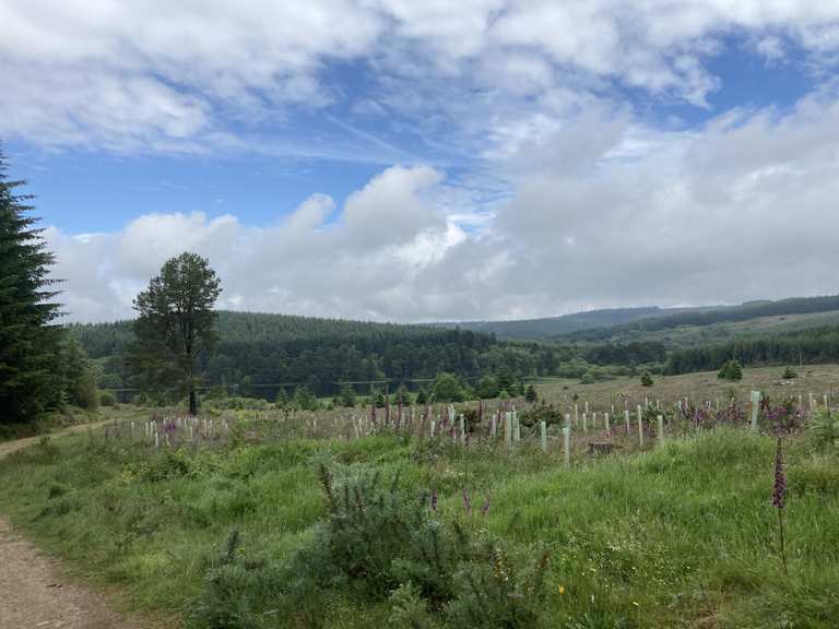 Die 10 schönsten Wanderungen rund um Longforgan | Komoot