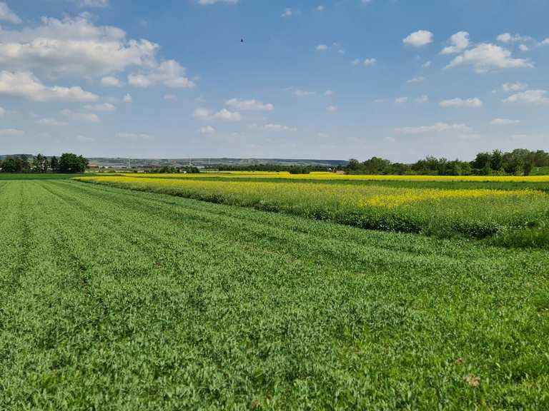 Die 10 schönsten Wanderungen rund um Grolsheim | Komoot
