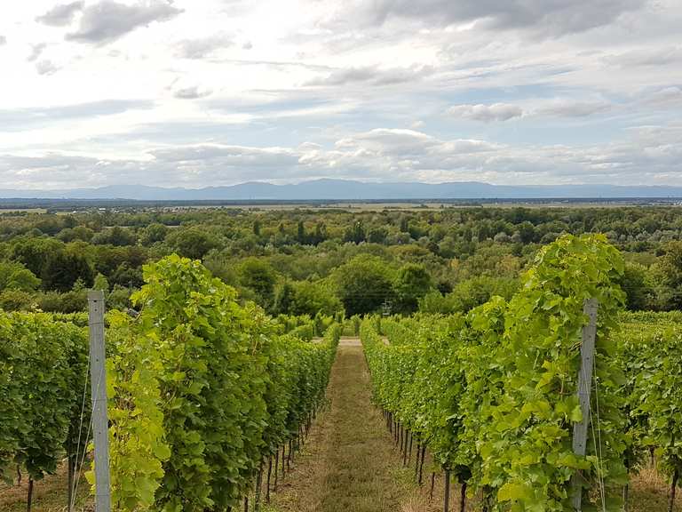 Die 10 schönsten Wanderungen rund um Bad Bellingen | Komoot