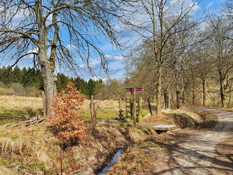 Die 10 schönsten Wanderungen rund um Habichtswald | Komoot