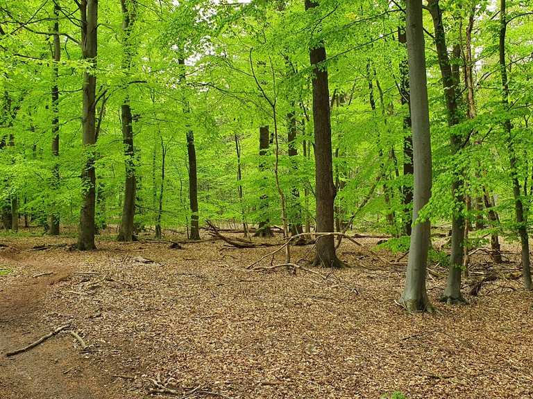 Die schönsten Wanderungen rund um Hammoor | Komoot
