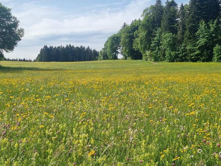 Ausflugsziele rund um Bubsheim - Die Top 20 | Komoot