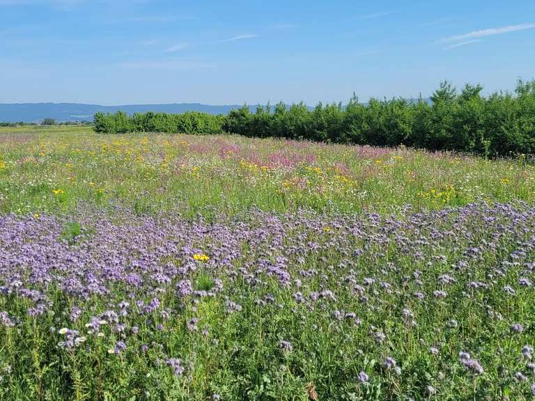 Ausflugsziele rund um Wackernheim - Die Top 20 | Komoot