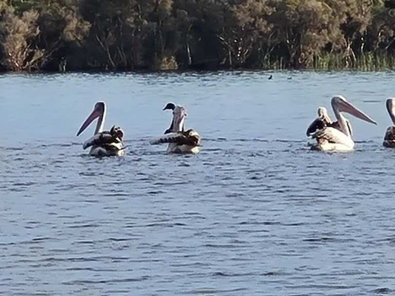 Top 10 Bike Rides and Cycling Routes in Lake Joondalup Nature Reserve ...