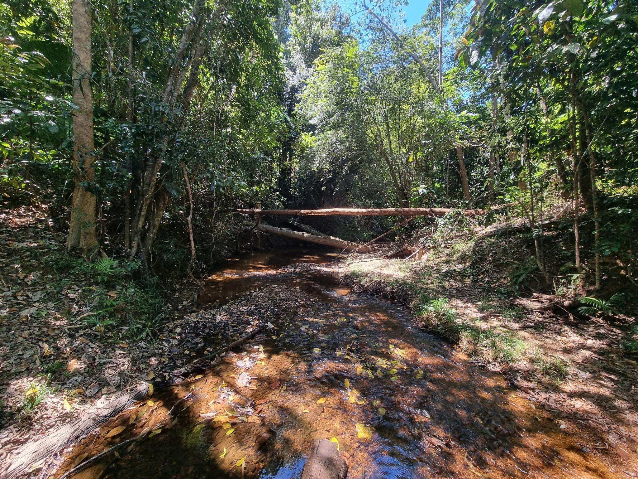 Top 8 Hikes and Walks in Djiru National Park | Komoot