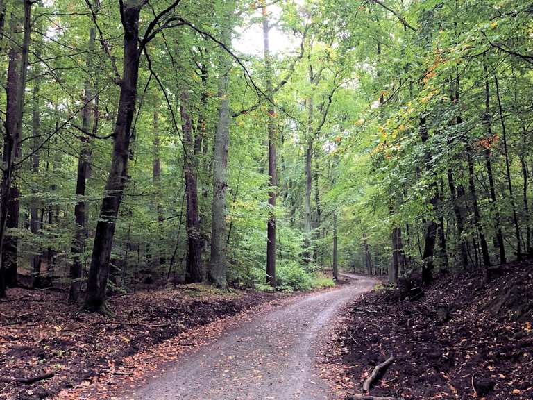 Die 10 schönsten Wanderungen im Tegeler Forst (Nördlicher Teil) | Komoot