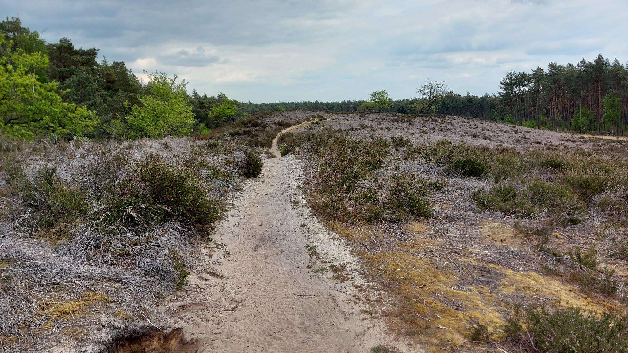 De 10 mooiste wandelroutes op de Veluwe | Komoot