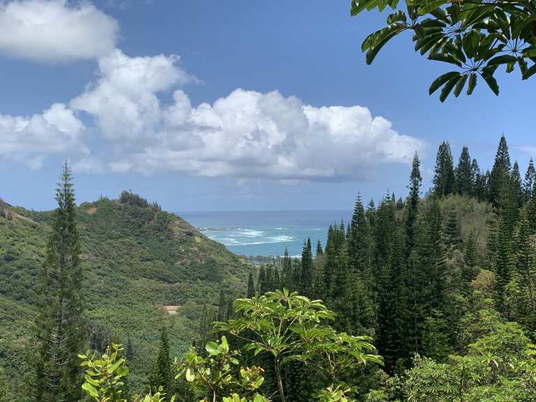 Top 4 Hikes and Walks in Hauula Forest Reserve | Komoot